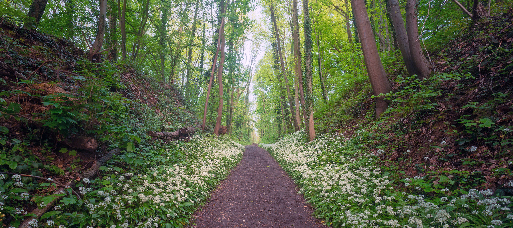 Long narrow path with white flowers leads through the forest - Uplands ...