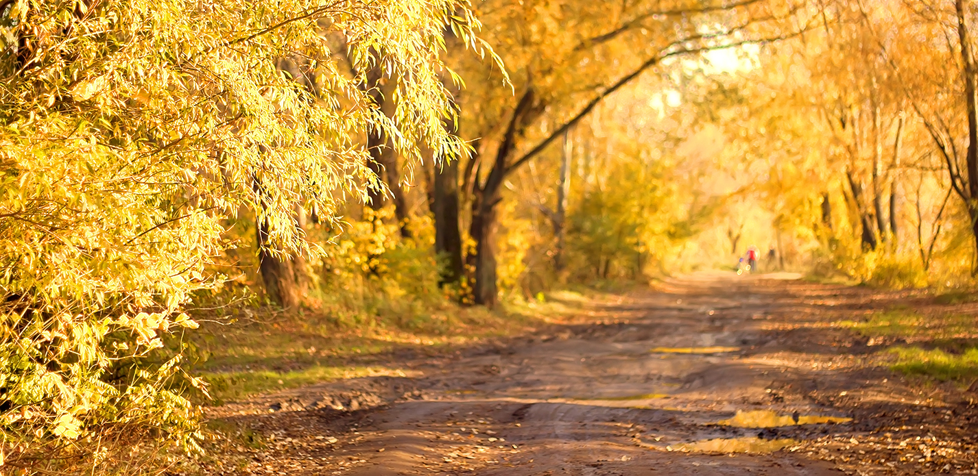 Beautiful colored forest landscape in autumn, with curved dirt road ...